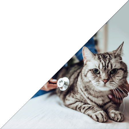 Why an OBPPC strategy is an essential lever of revenue growth ...