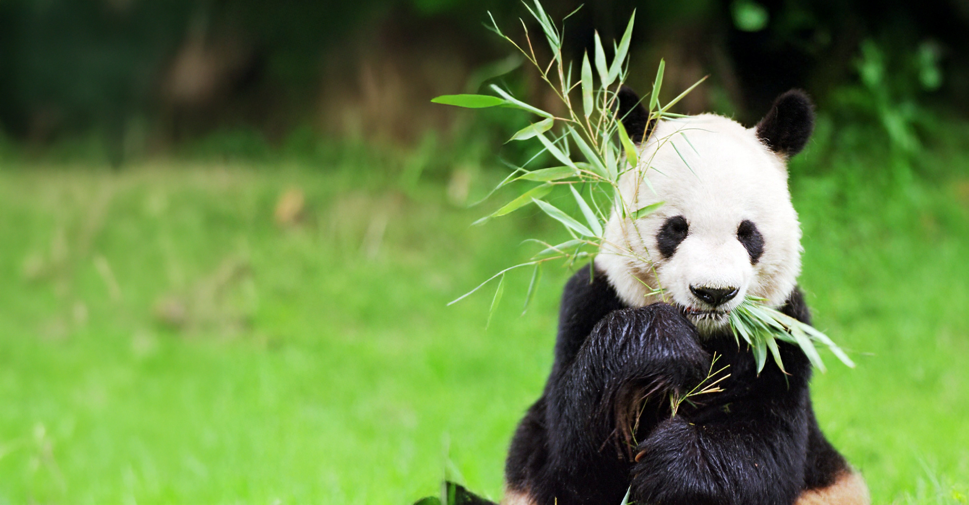 Adapting a value-based approach to WWF’s transformational partnerships ...
